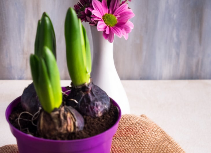 Tanaman Hias Berbunga yang Indah Sepanjang Ta - Floria.id